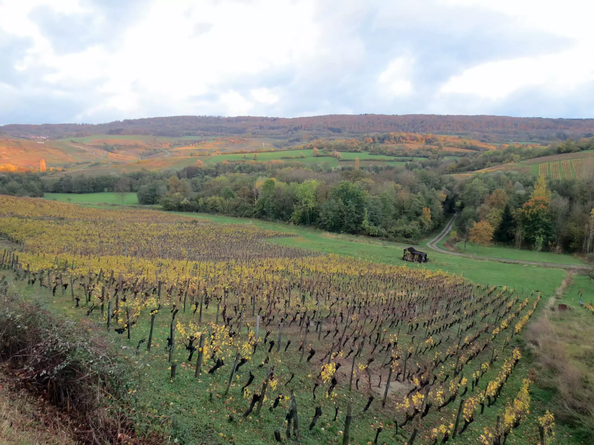 Vins issues du cépage Poulsard dans le Jura